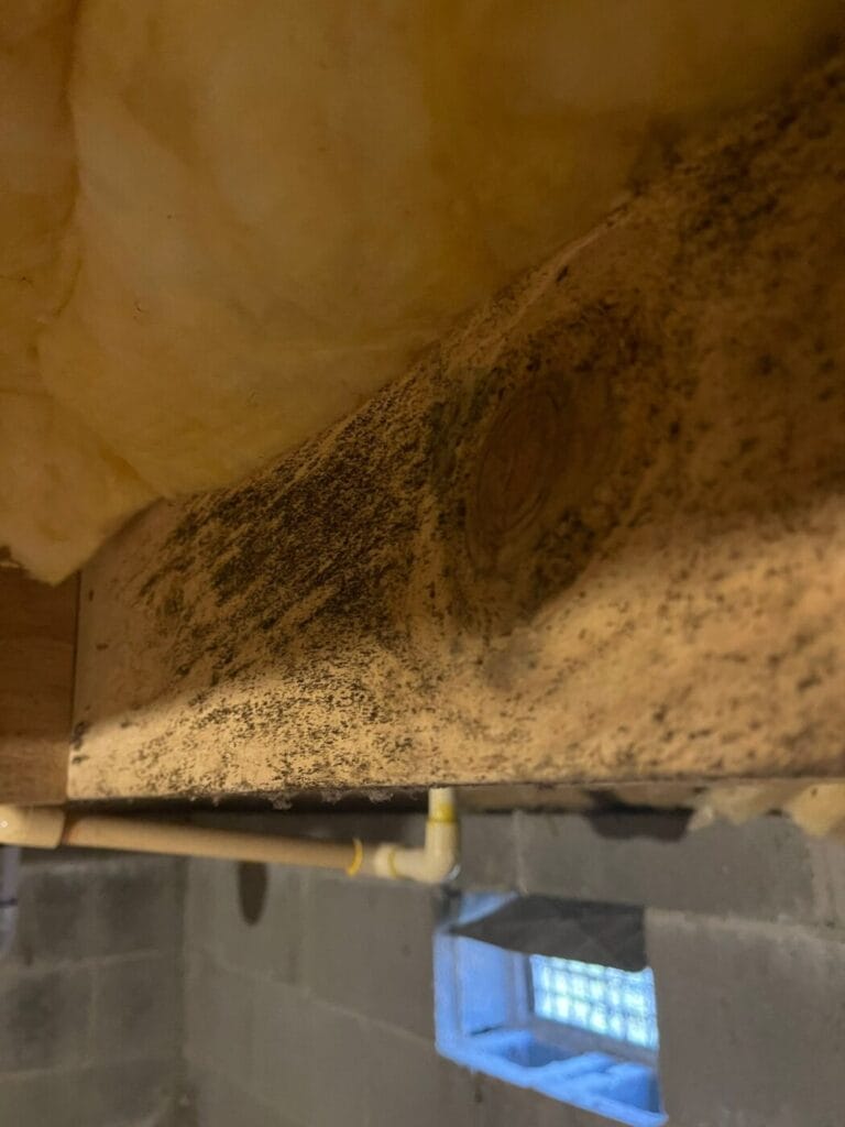 Mold Remediation Canton, GA | Priest Restoration LLC